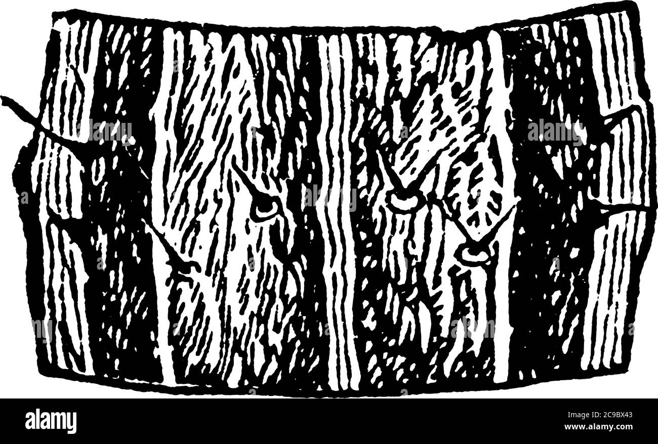 Mottled markings Stock Vector Images - Alamy