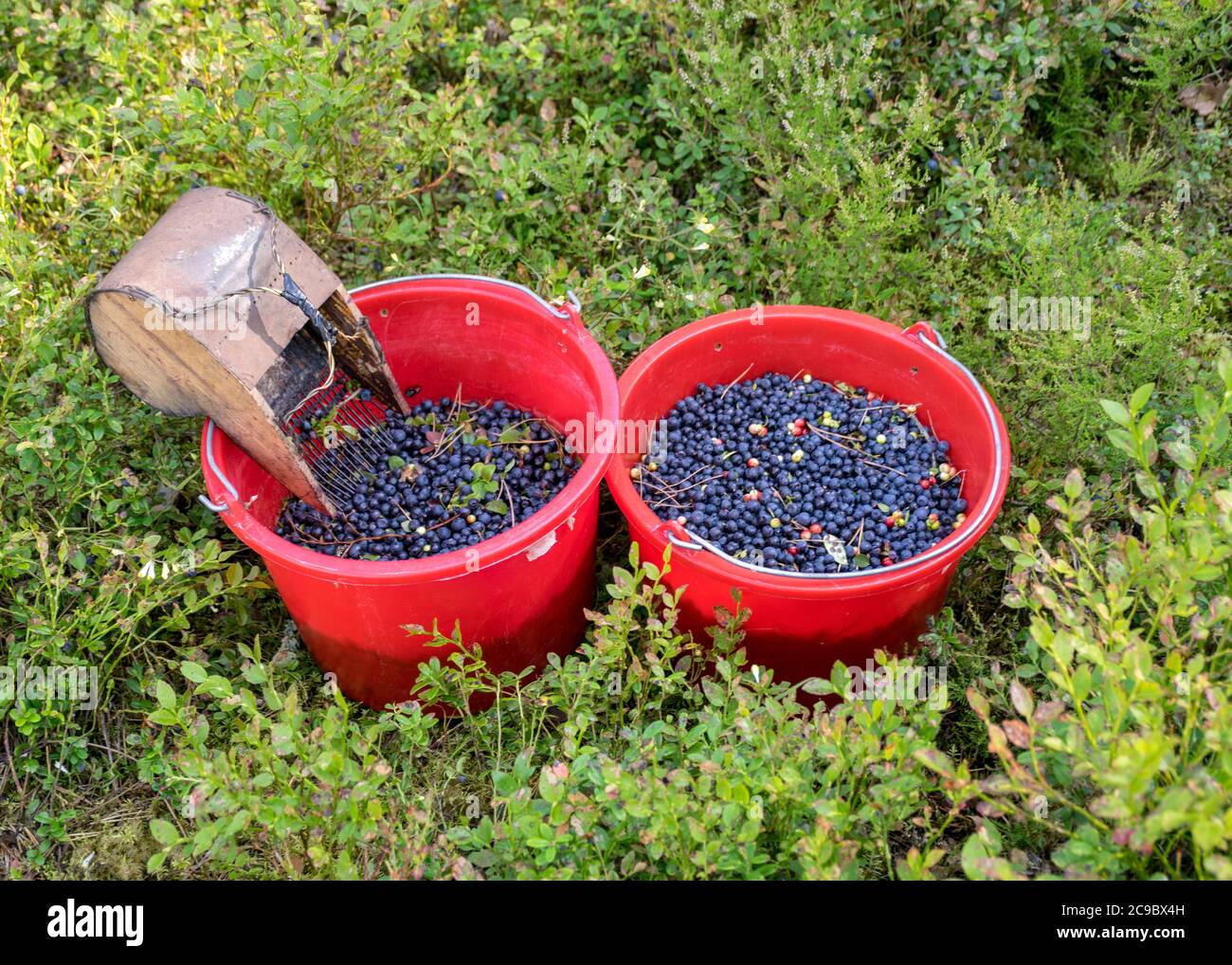 buckets with picked blueberry berries on a fuzzy forest background ...