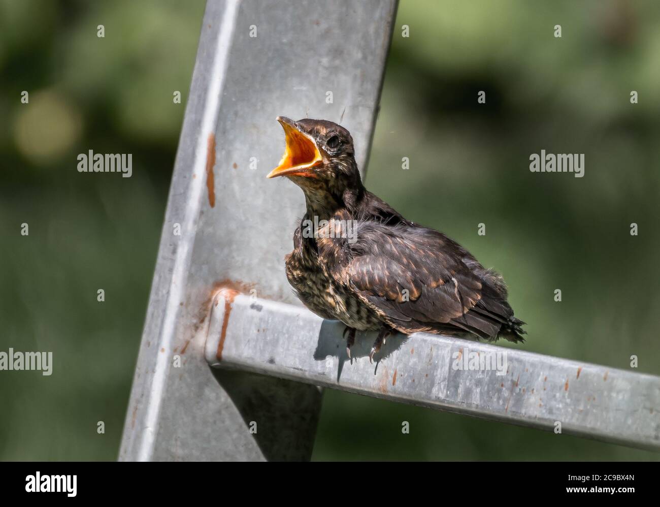 Young Eurasian Blackbird Fledgling Sits On Ladder and Waits To Be Fed ...