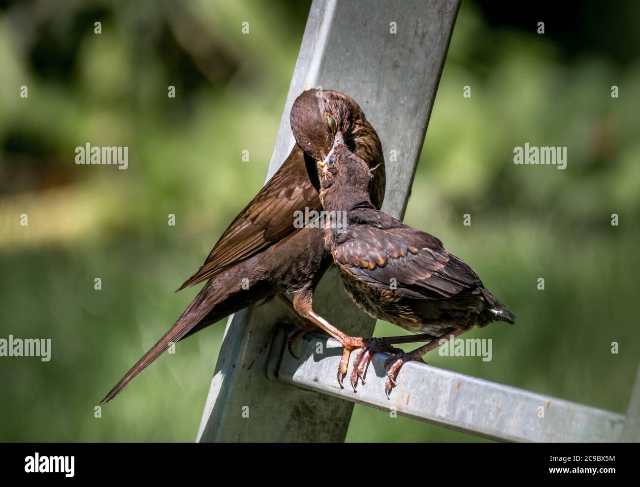 Young Eurasian Blackbird Fledgling Sits On Ladder and Gets Fed With ...