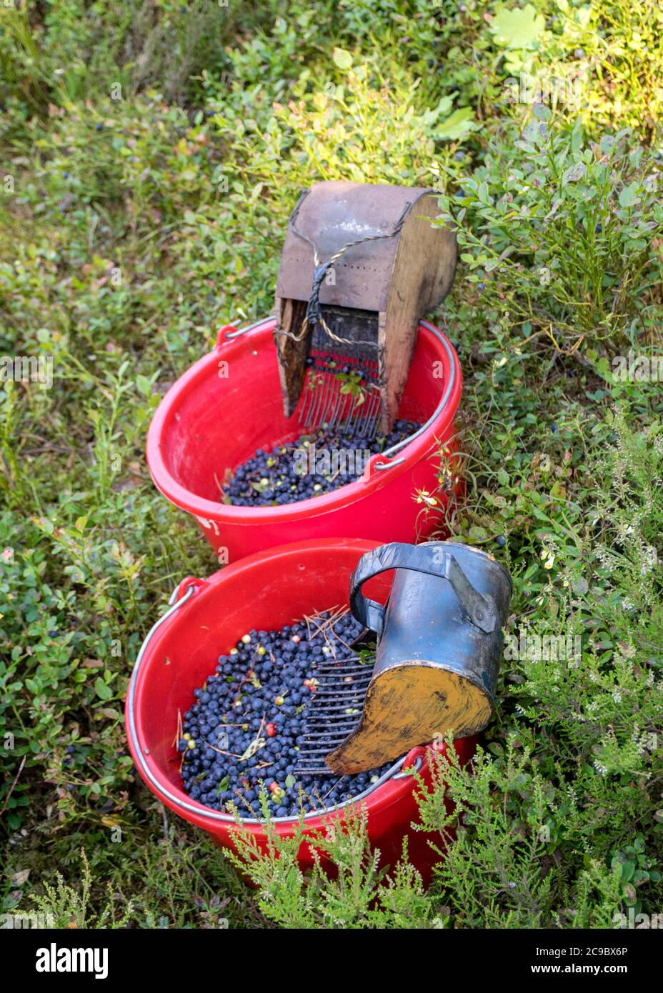buckets with picked blueberry berries on a fuzzy forest background ...