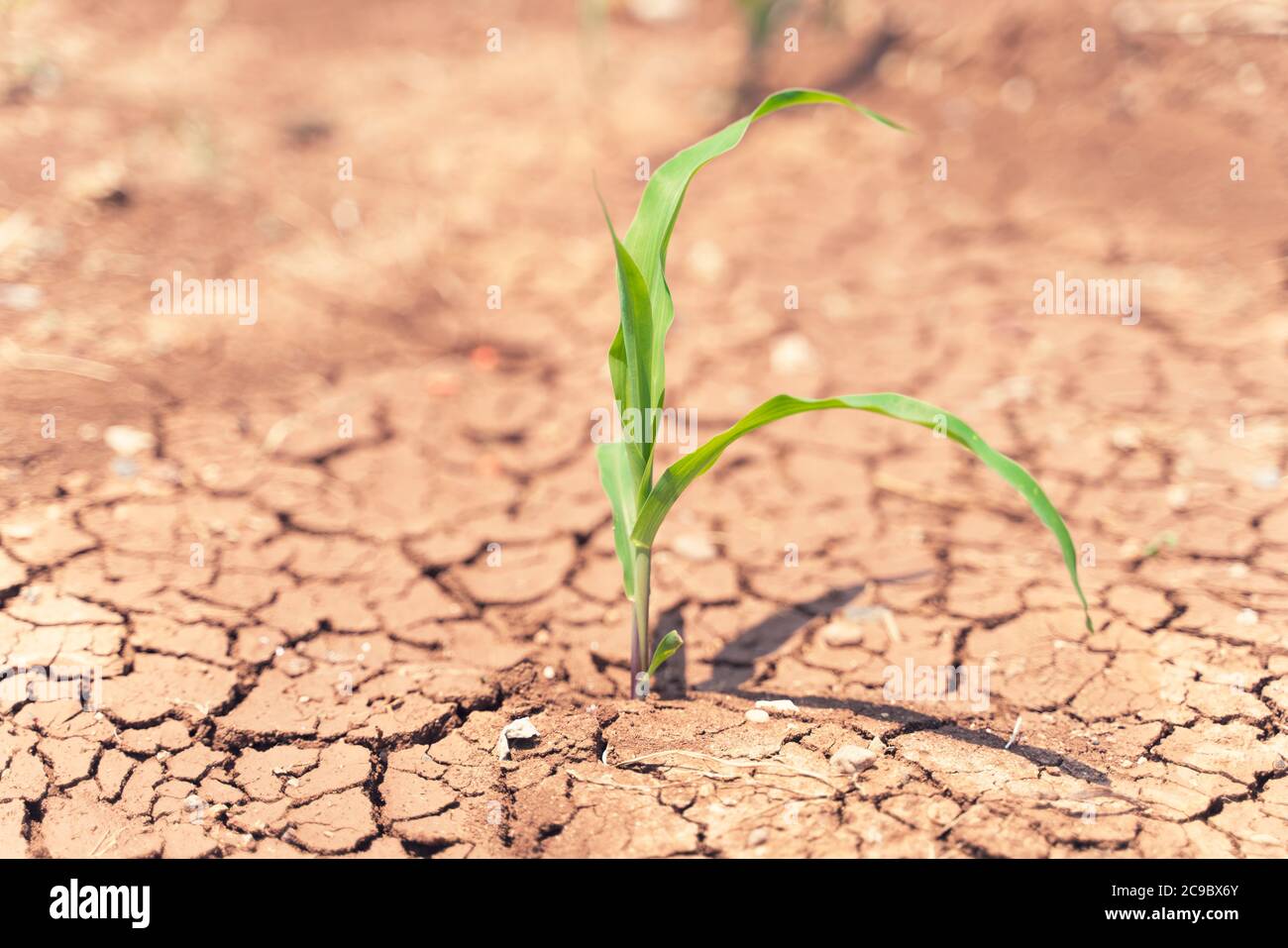 Corn crops suffer as drought continues. Corn field with very dry soil ...