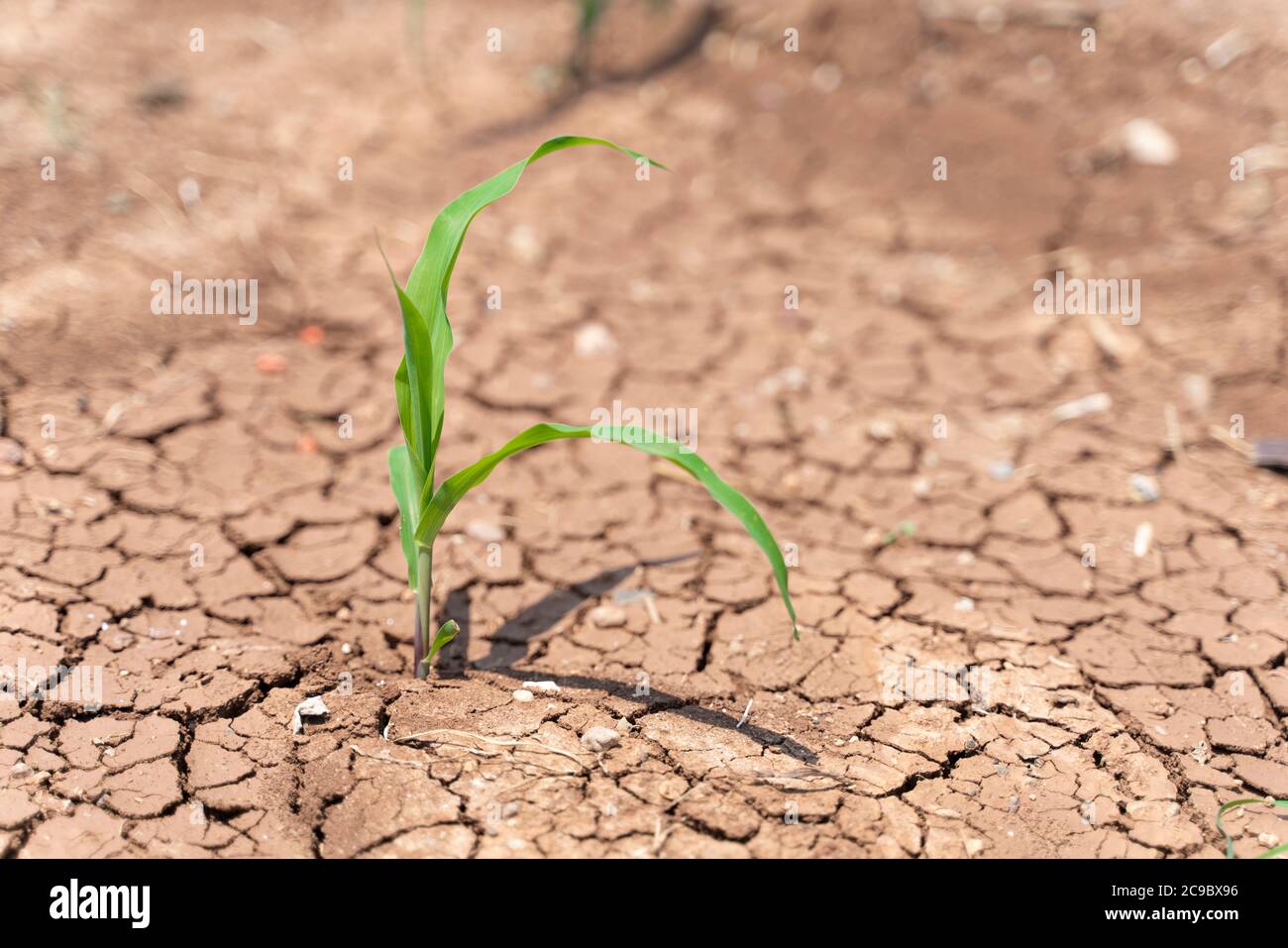 Corn crops suffer as drought continues. Corn field with very dry soil ...
