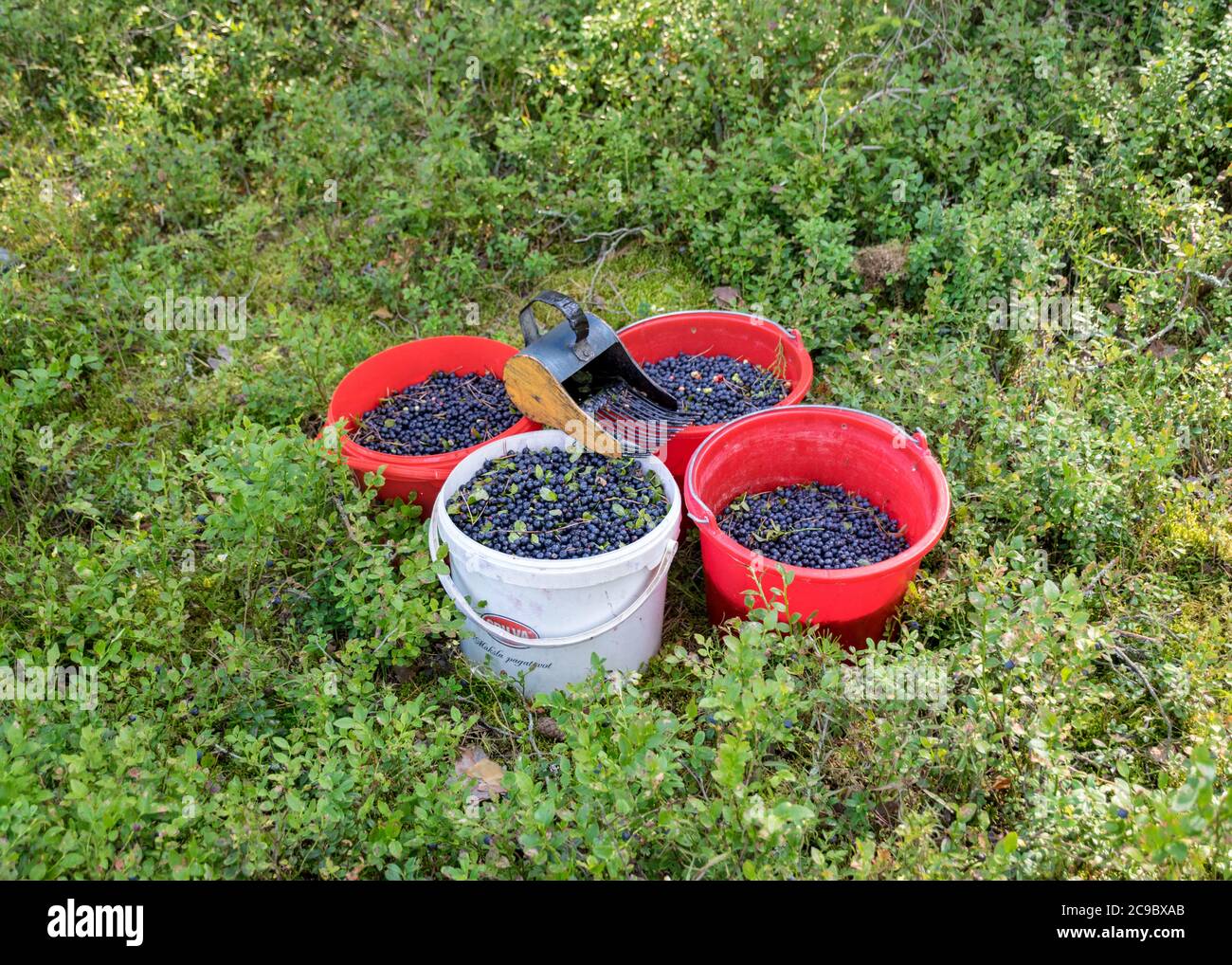 buckets with picked blueberry berries on a fuzzy forest background ...
