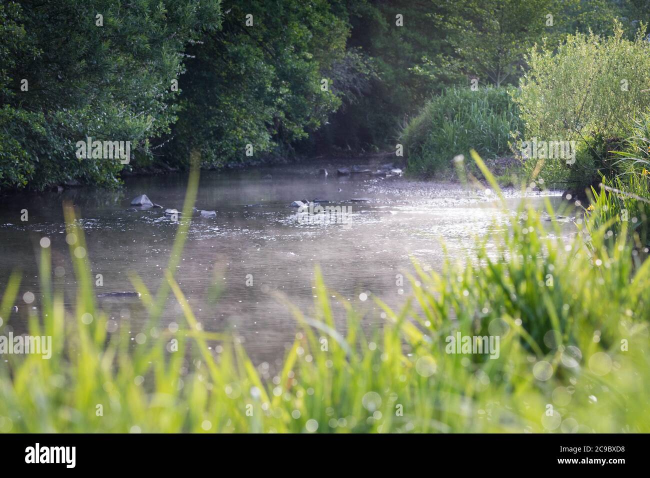 River Wupper near Wipperfürth, Germany Stock Photo - Alamy