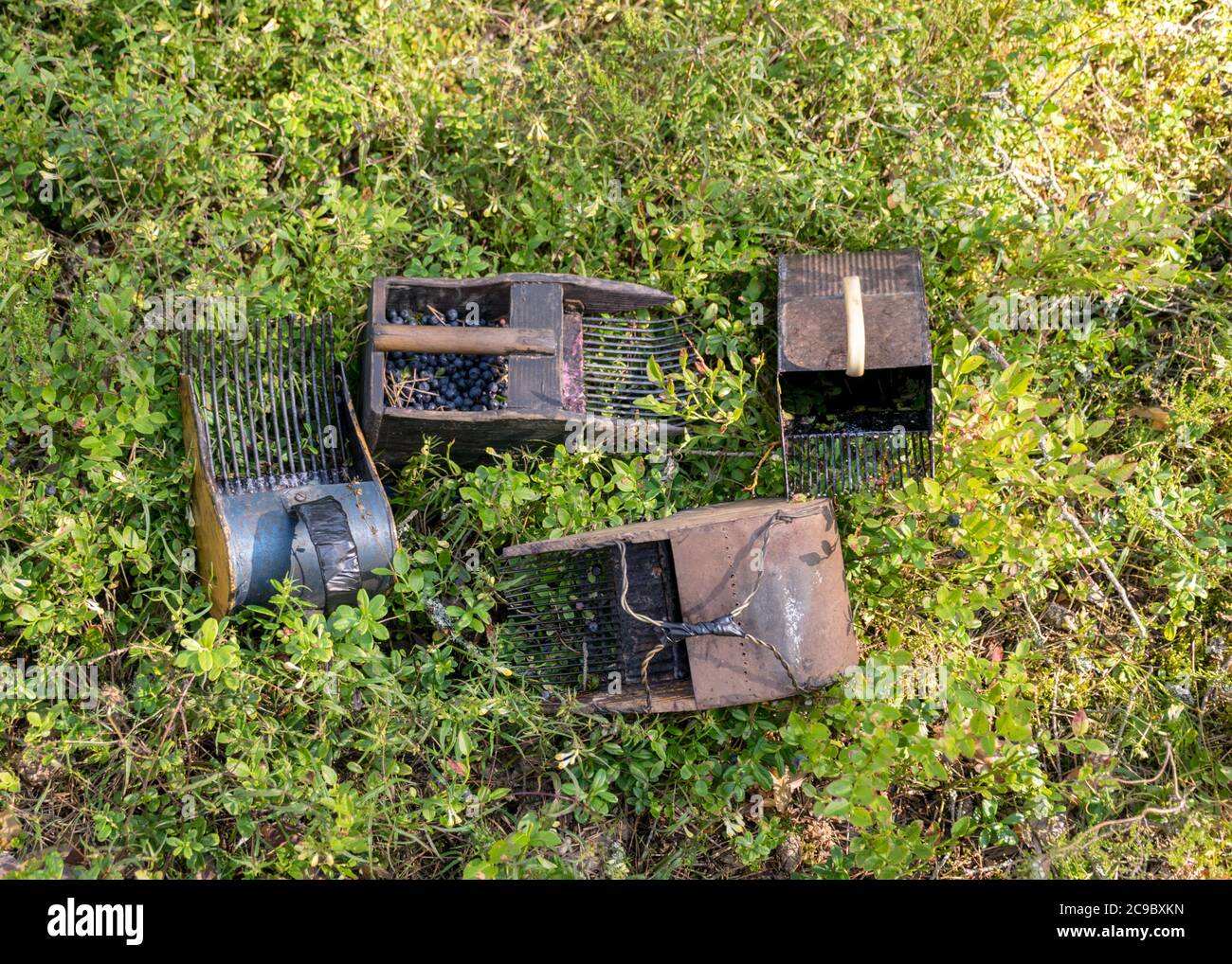 harvested blueberries on a fuzzy forest background, berry harvester ...
