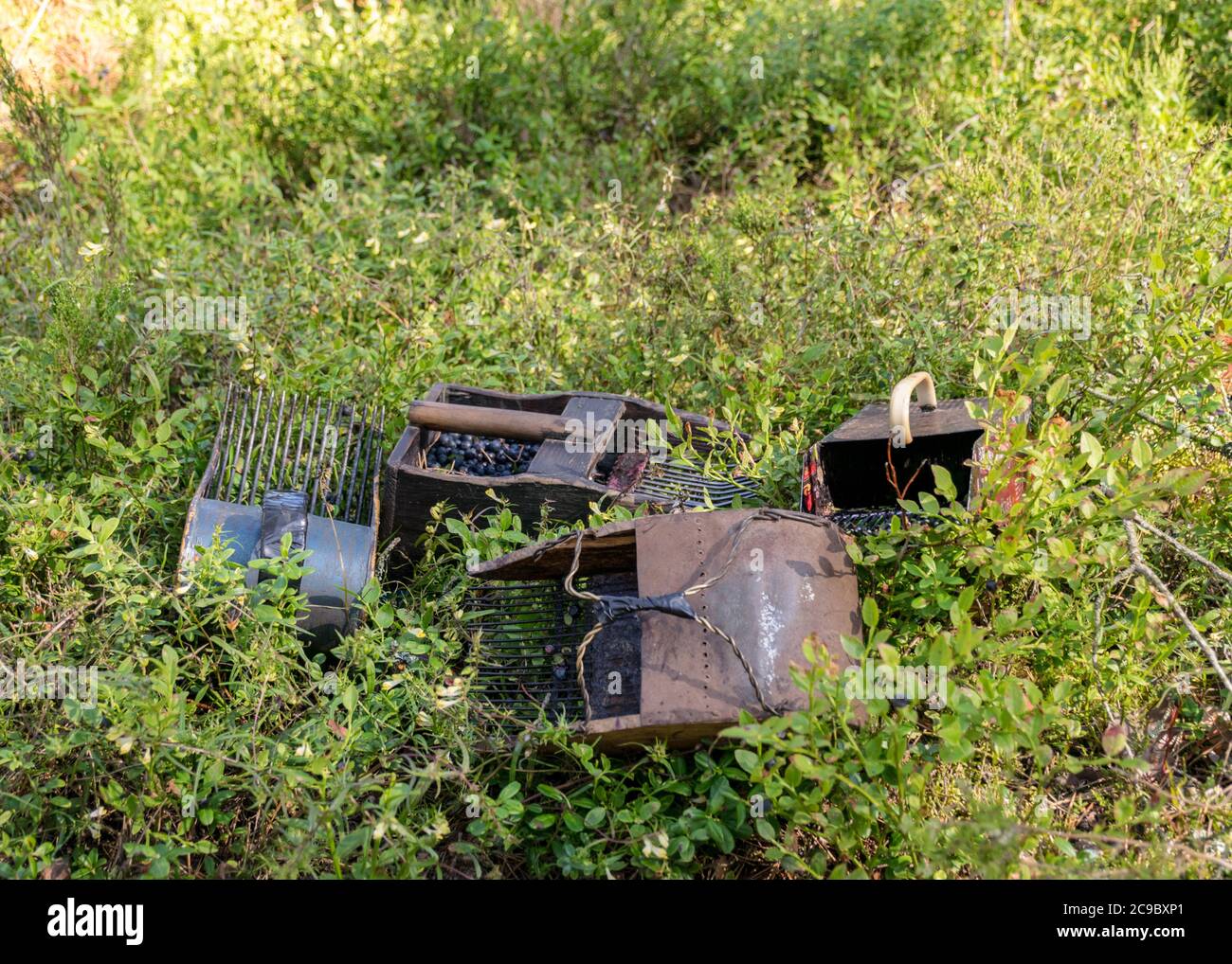 harvested blueberries on a fuzzy forest background, berry harvester ...