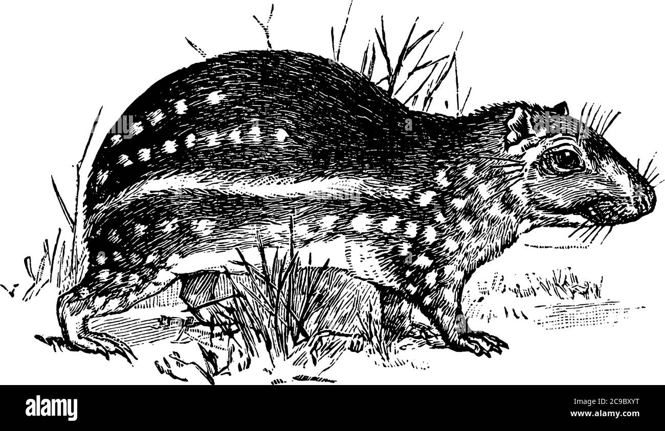 A large rodent Black and White Stock Photos & Images - Alamy