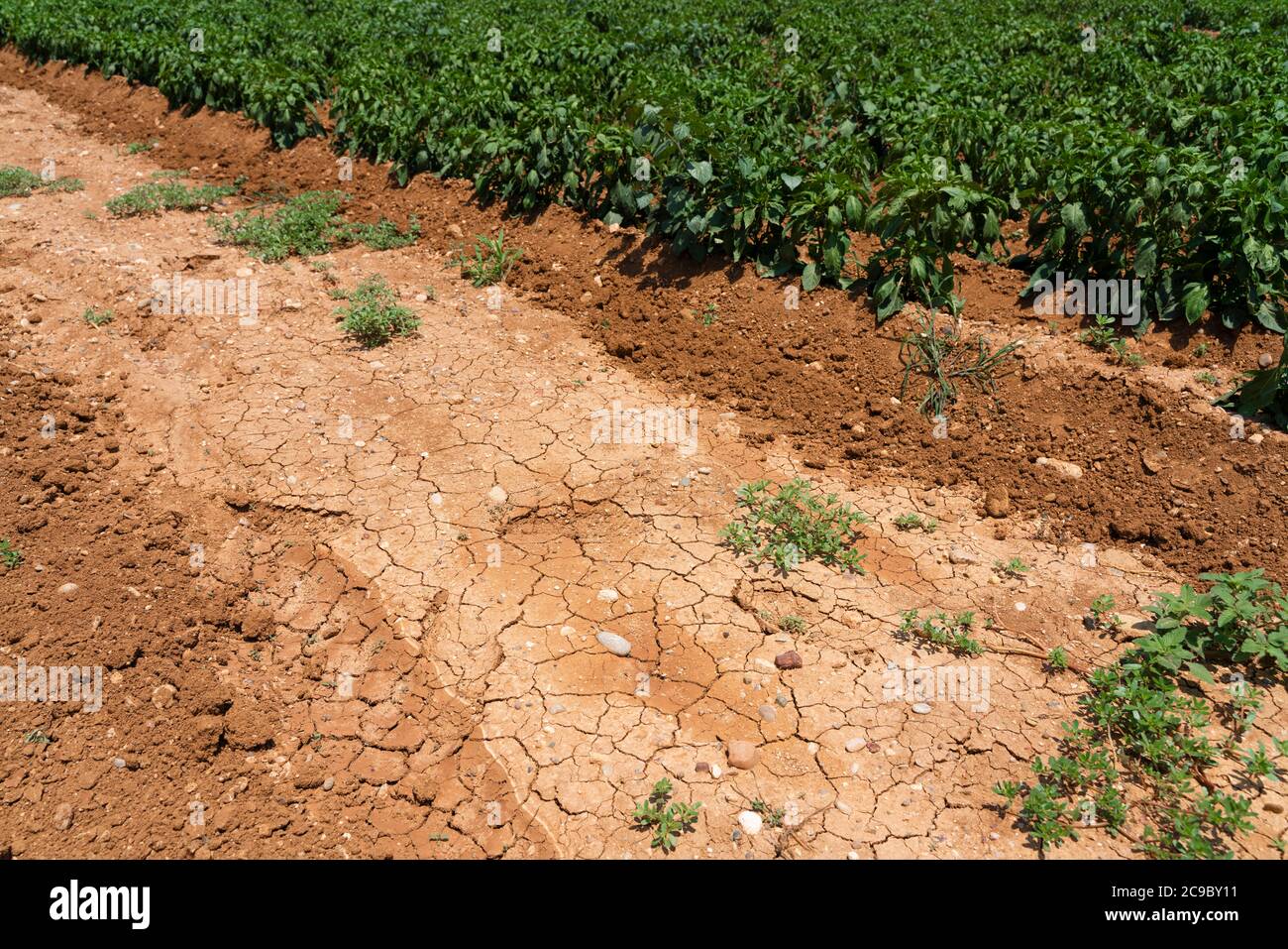 Drought farm agriculture soil hi-res stock photography and images - Alamy