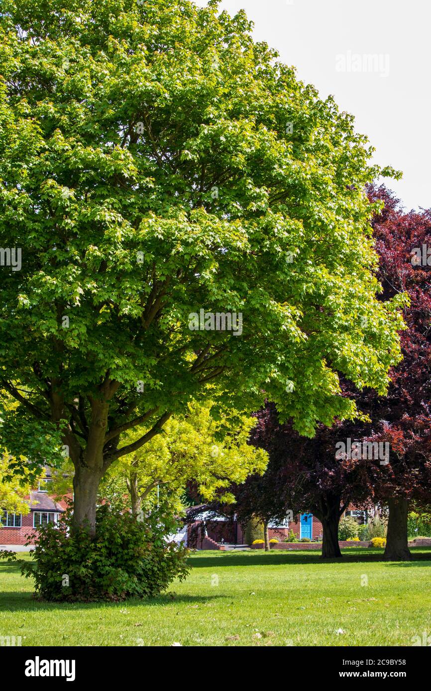 Priory Park,Dudley-Beautiful English park, sunny day, green grass ...