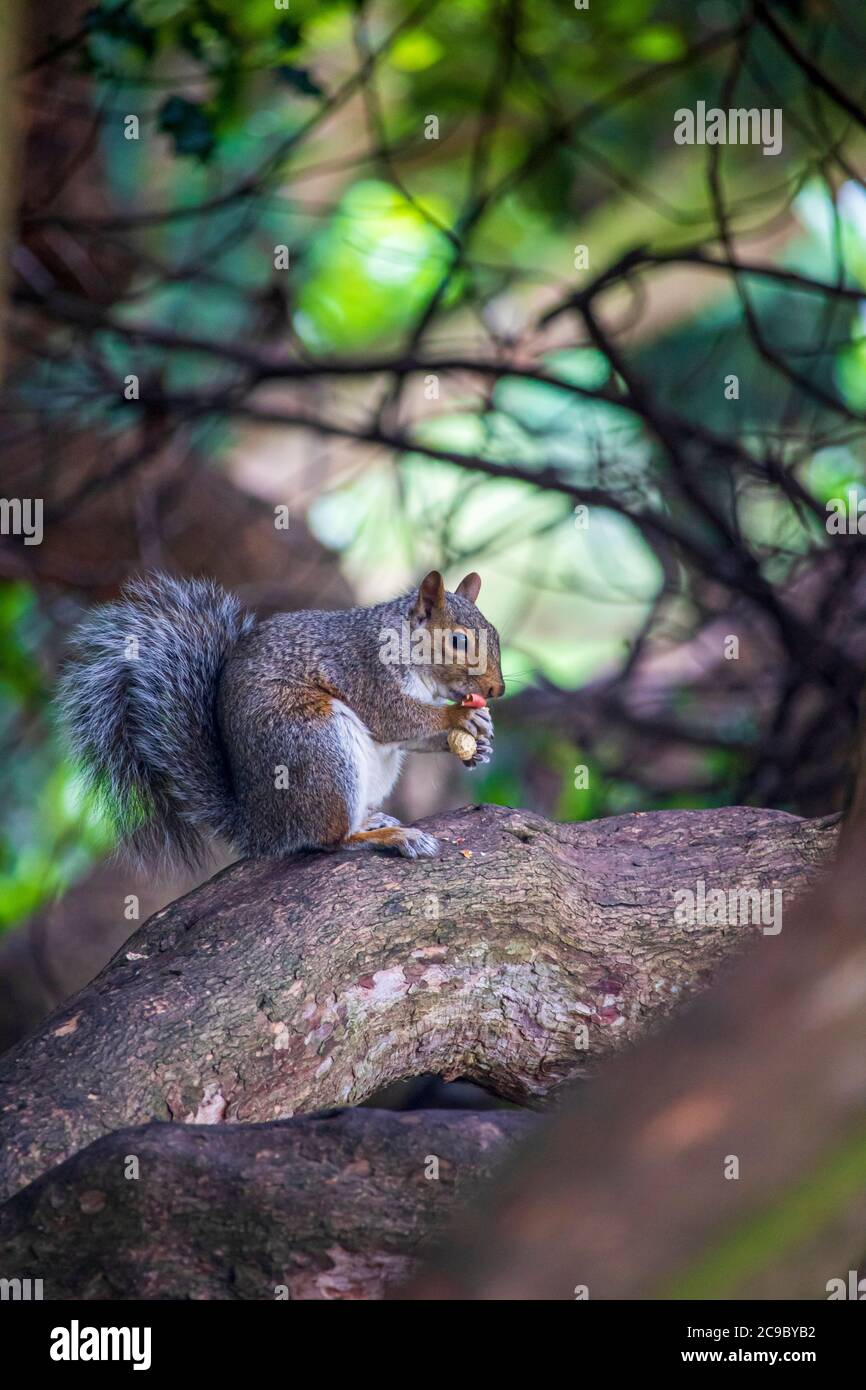 A gray squirrel in an English park Stock Photo - Alamy