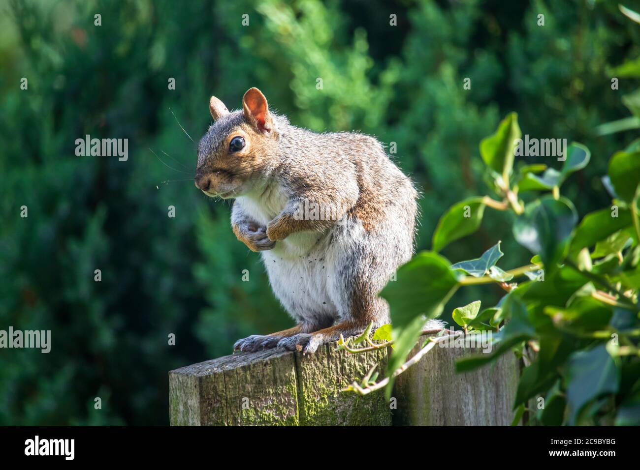 A gray squirrel in an English park Stock Photo - Alamy