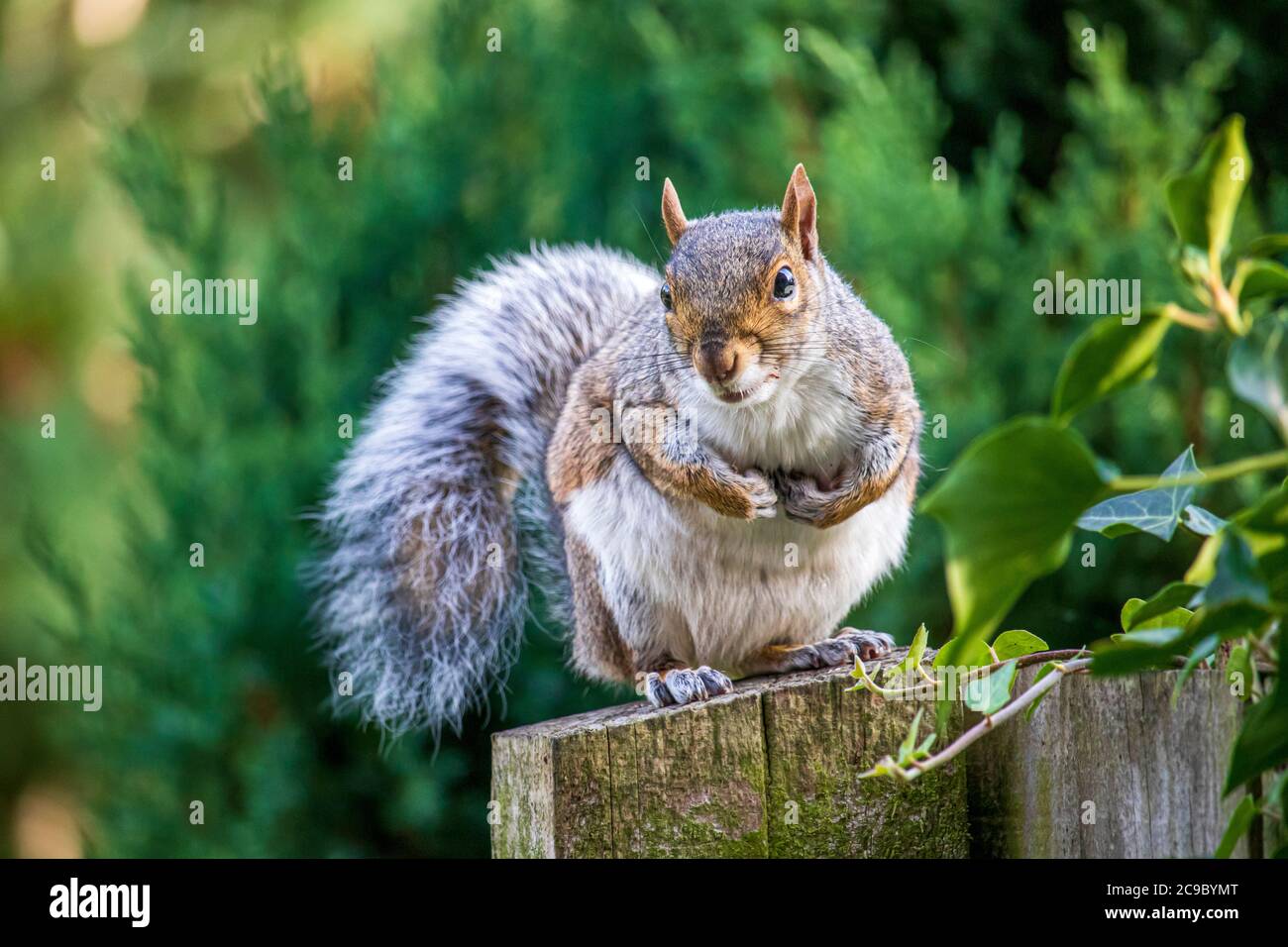 Zoo Squirrel Animal High Resolution Stock Photography and Images - Alamy
