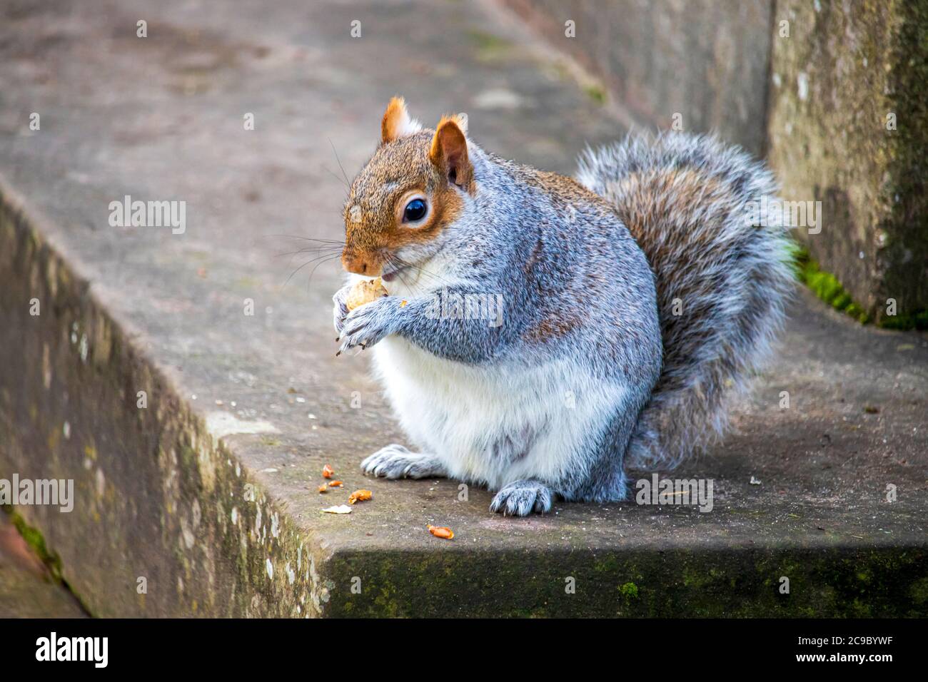 A gray squirrel in an English park Stock Photo - Alamy