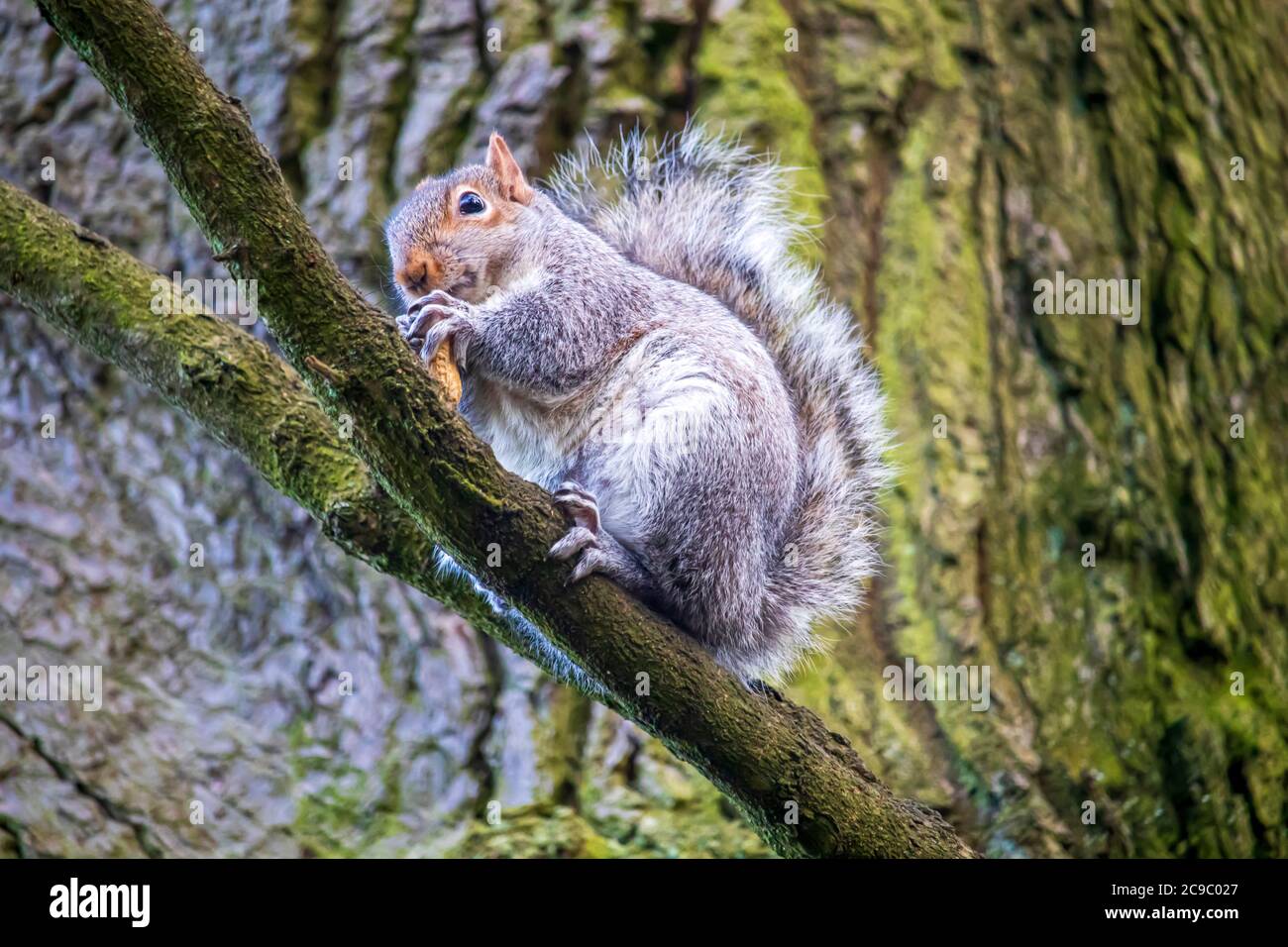 Zoo Squirrel Animal High Resolution Stock Photography and Images - Alamy