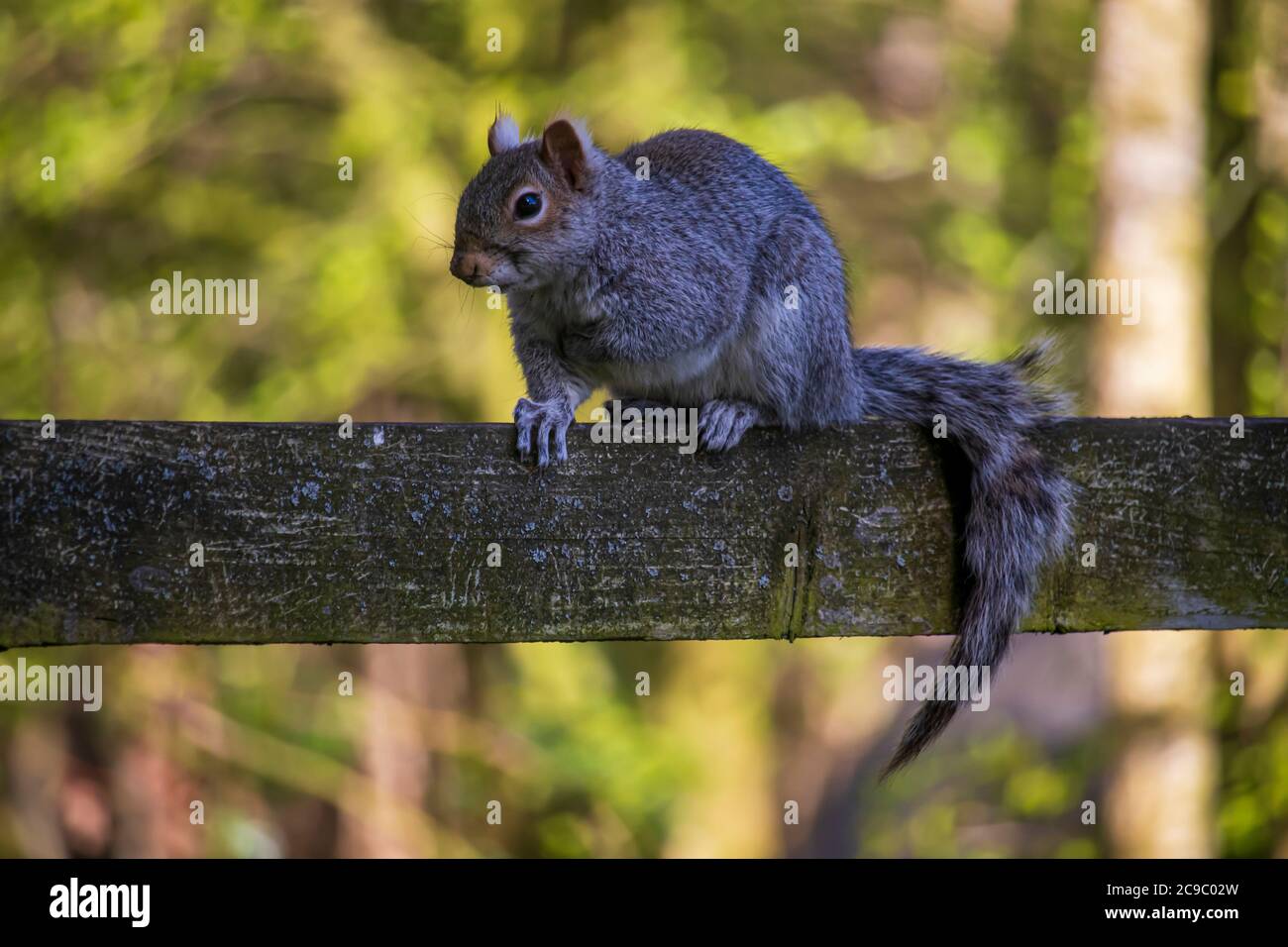 Closeup monkey standing in hi-res stock photography and images - Alamy
