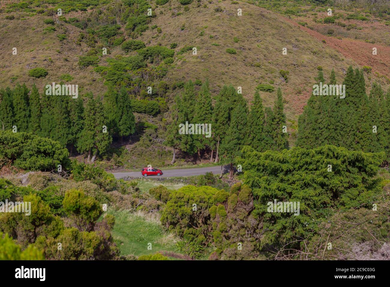 The road in the forest on the island of Terceira in Portuguese ...