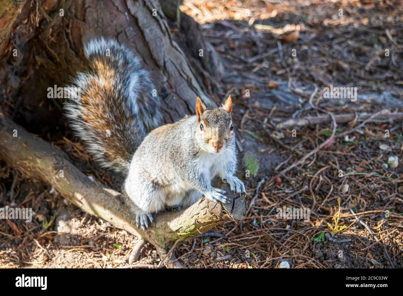 English squirrel hi-res stock photography and images - Alamy