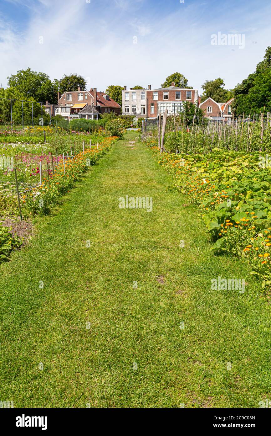 Urban agriculture near the center of the city Leiden in the Netherlands ...