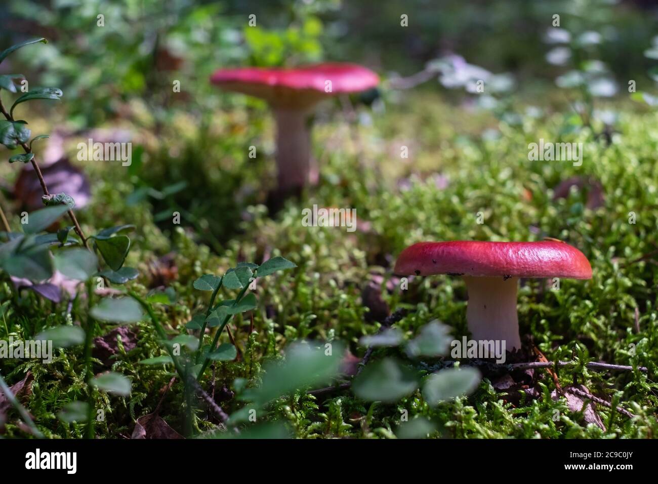 Red russula mushroom in the russian forest Stock Photo - Alamy