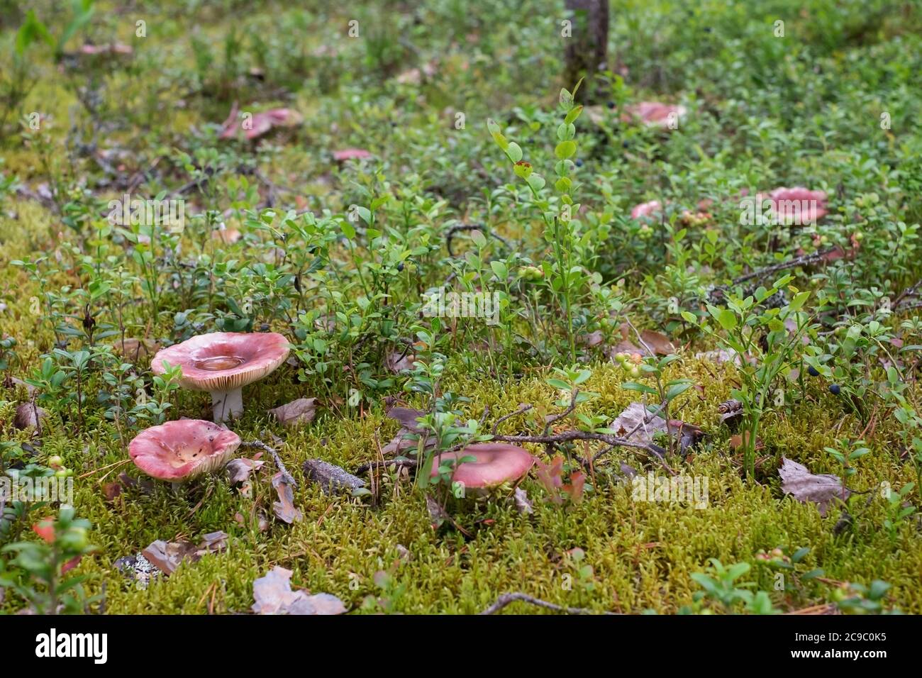 Red russula mushroom in the russian forest Stock Photo - Alamy