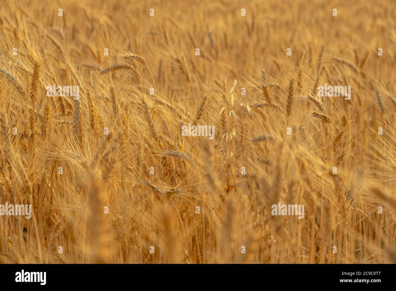 golden wheat field in summer. sunrise on the wheat field with rye ...