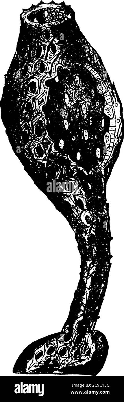 Porifera Stock Vector Images - Alamy