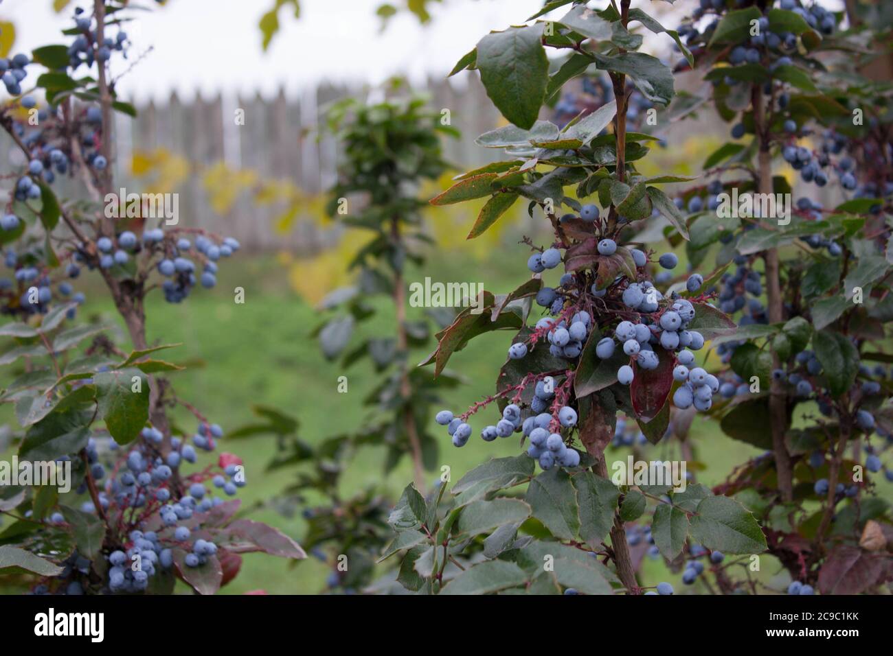 Blue wild berries in nature fall on the island Stock Photo - Alamy