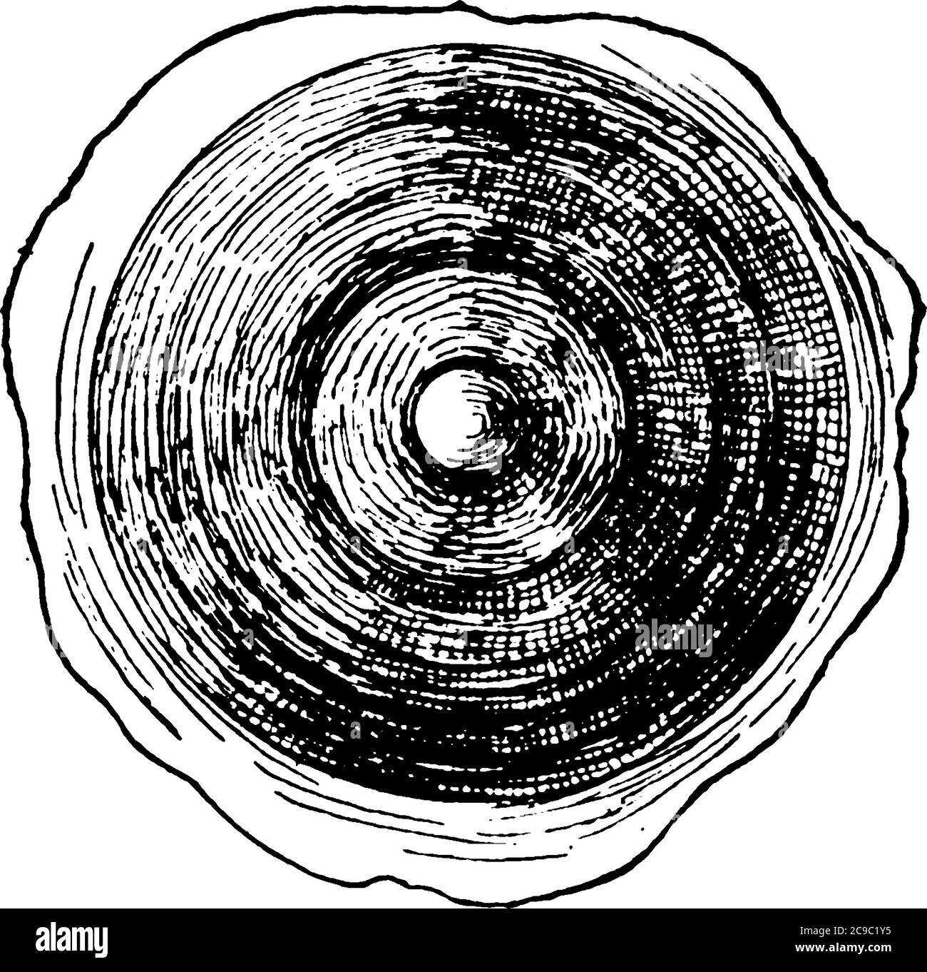 Shell-like waxy covering of Scale insect., vintage line drawing or ...