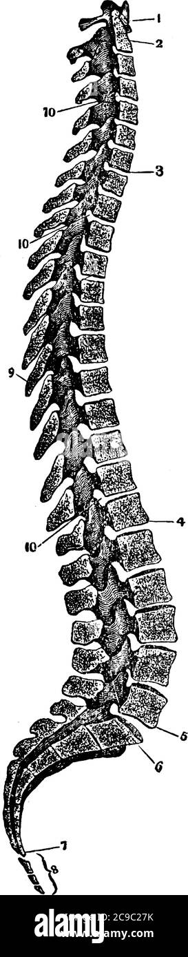 Figure of Spinal Column, there are 33 vertebrae that interlock with ...