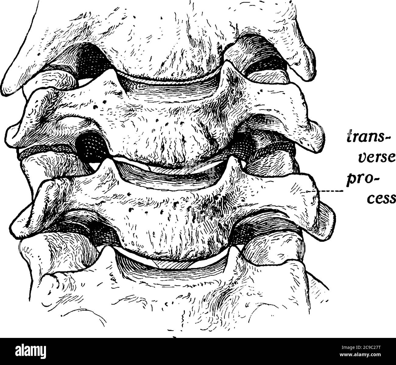 Figure of one vertebra, there are 33 vertebrae that interlock with each ...