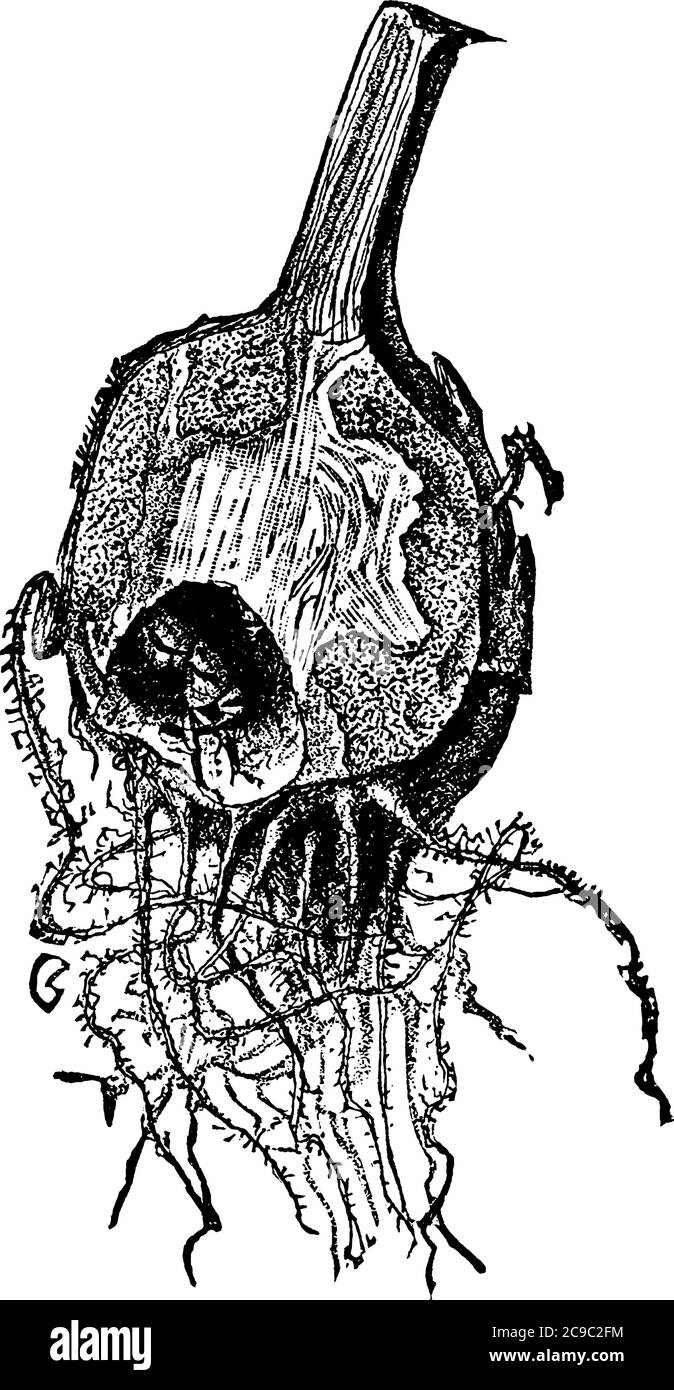 Weevil in roots of scarps, vintage line drawing or engraving ...