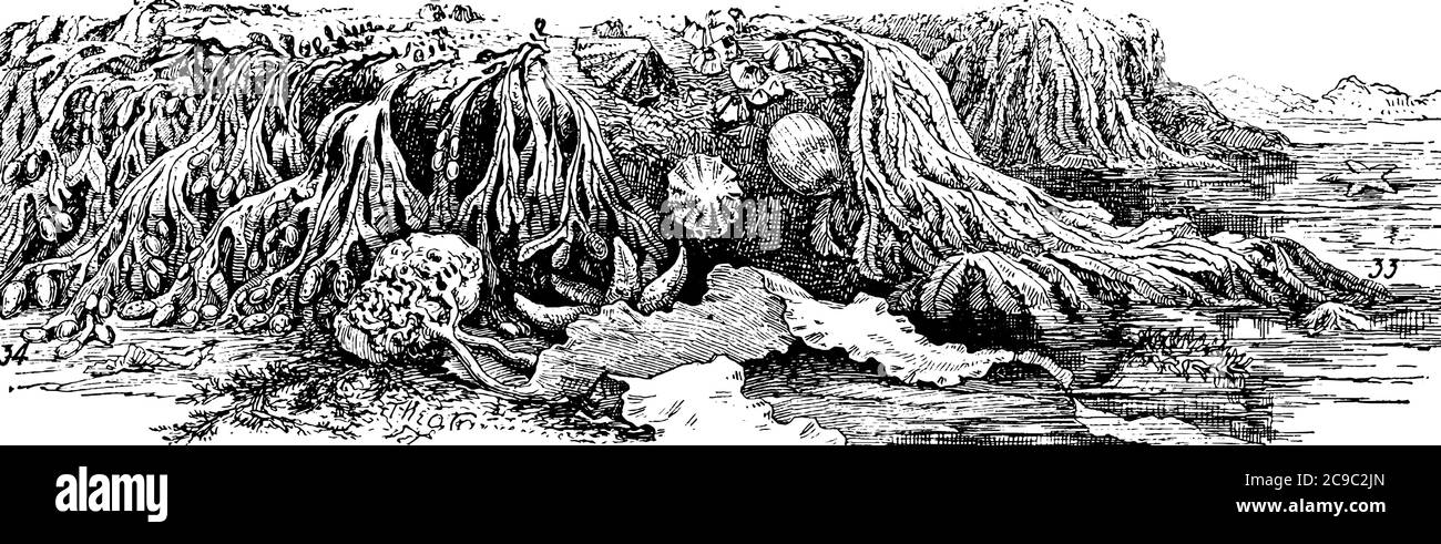 A typical representation of seaweeds with parts labelled as saw-edge ...