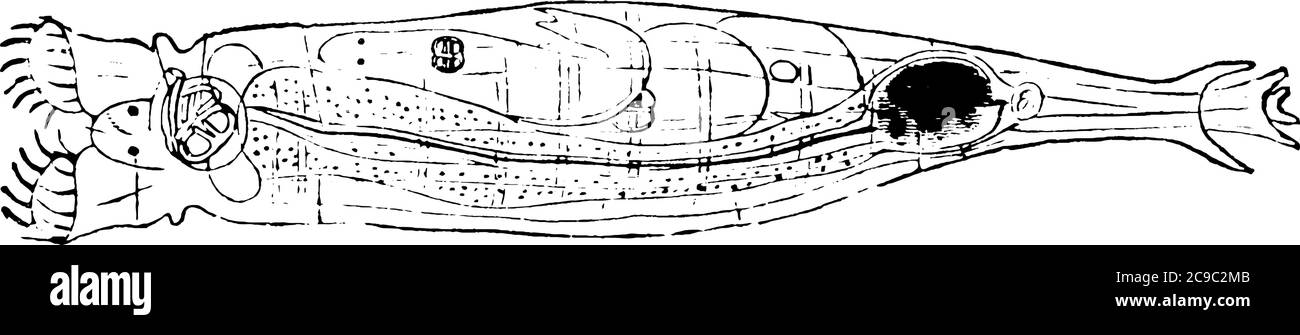 Phylum rotifera hi-res stock photography and images - Alamy