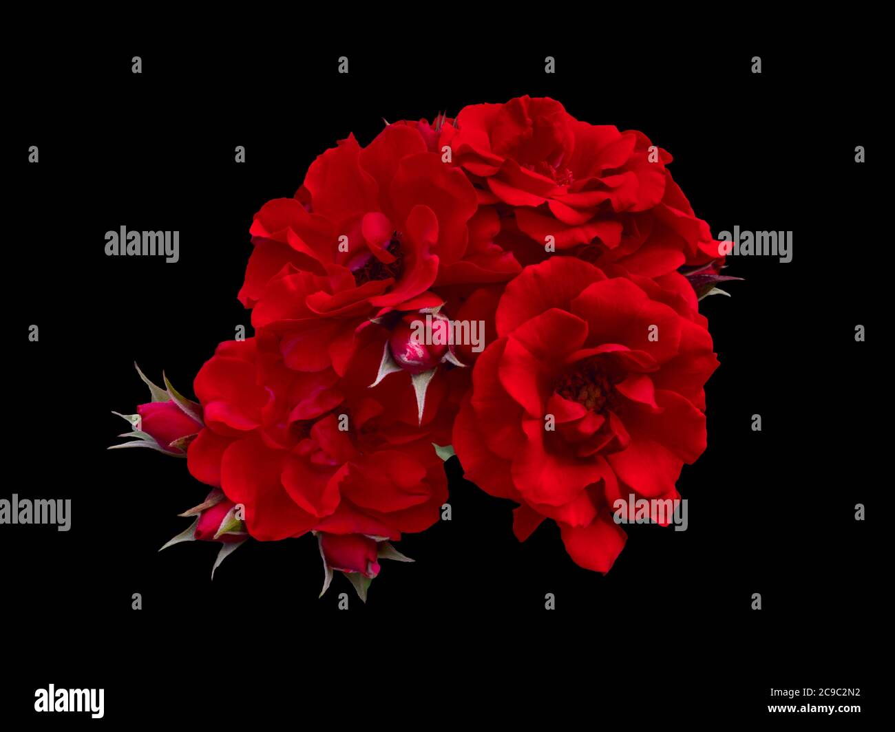 Scarlet rose flowers arrangement isolated on black background Stock ...