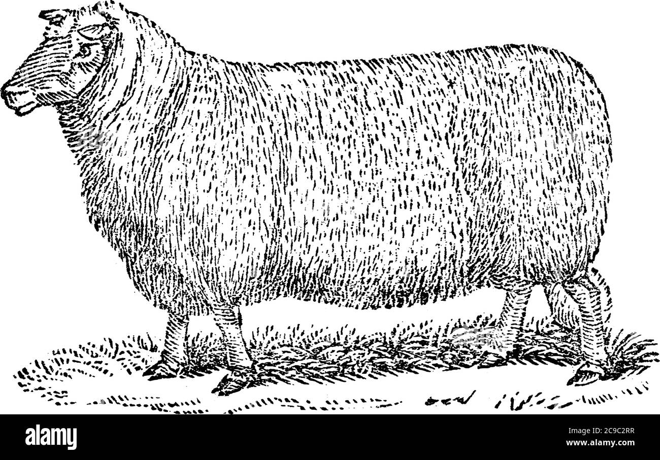 Wool land Stock Vector Images - Alamy