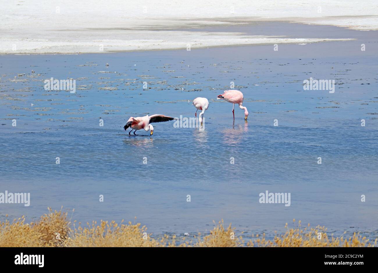 Pink Flamingos Grazing in the Shallow Saline Water of Laguna Hedionda ...