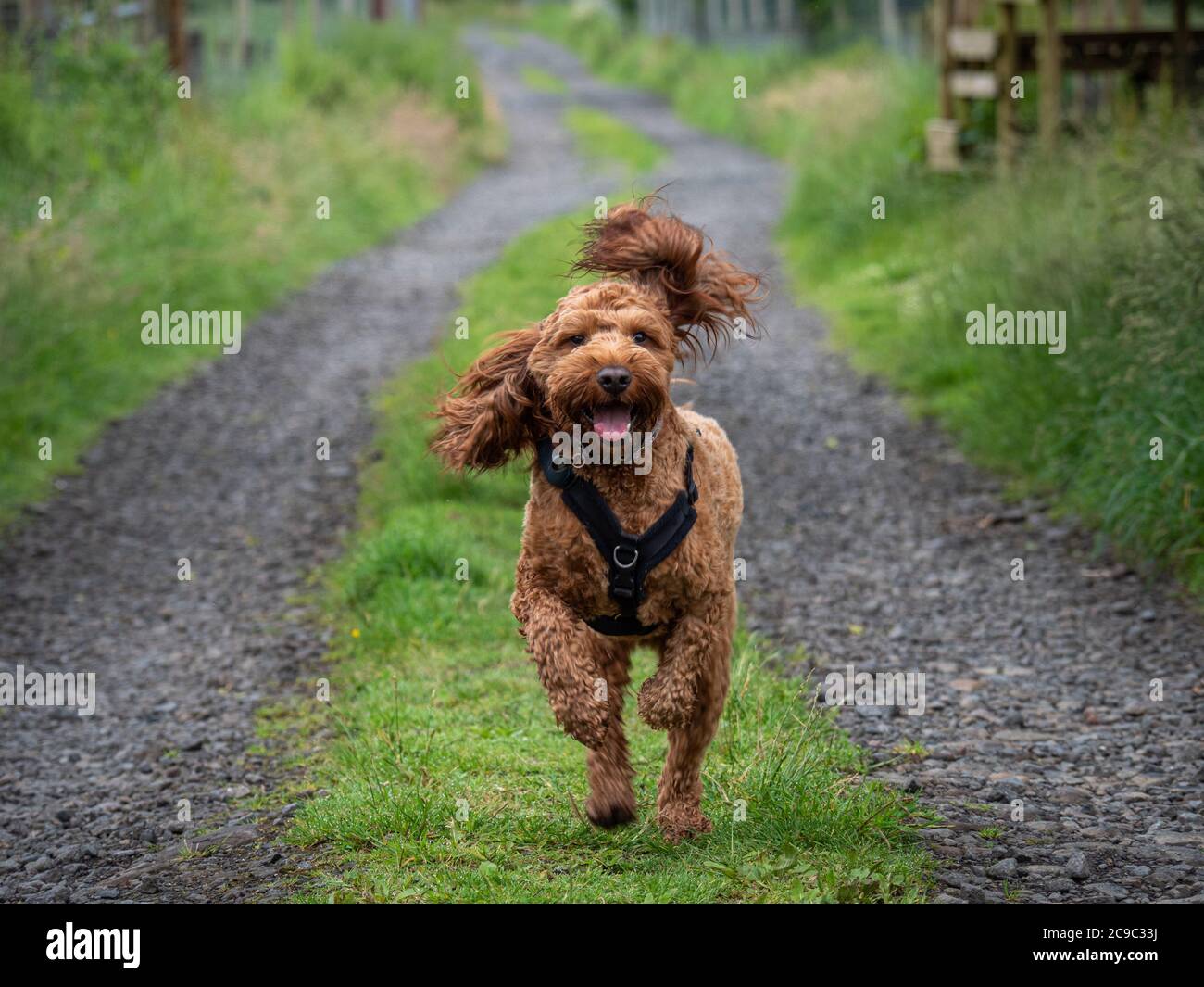 A young cockapoo running down a country lane in Campsie Fells during a ...