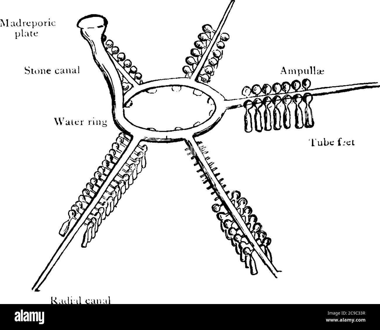 Starfish is a star-shaped echinoderms that lives in the sea, found in a ...