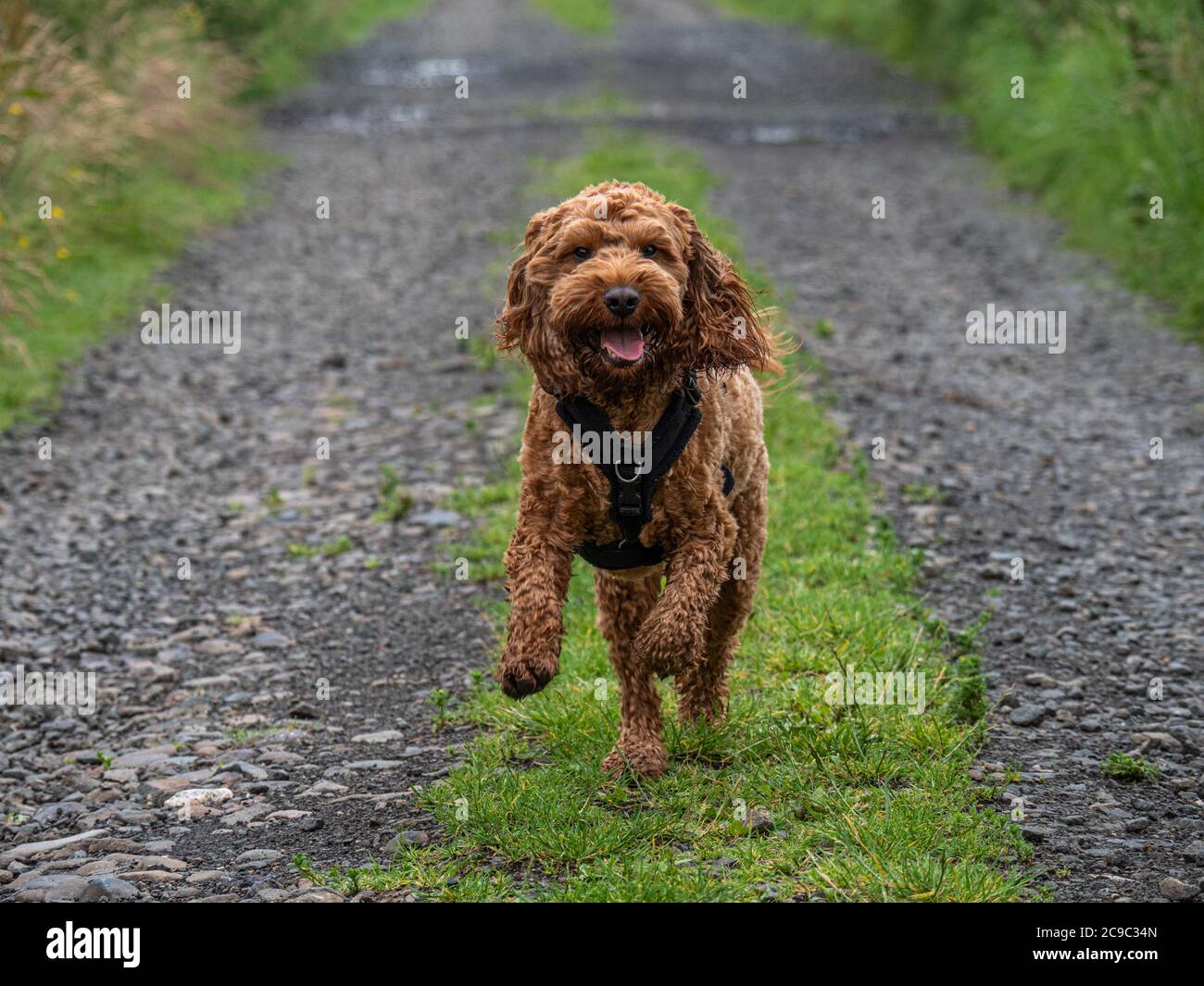 Running cockapoo hi-res stock photography and images - Alamy