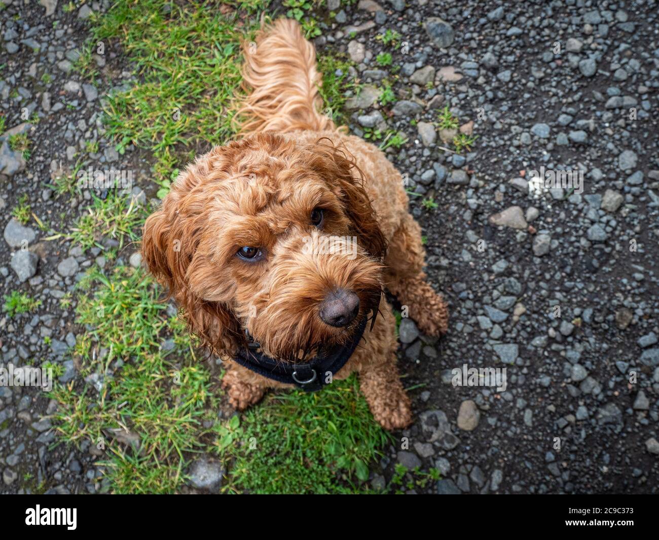Domestic animals outdoors hi-res stock photography and images - Alamy