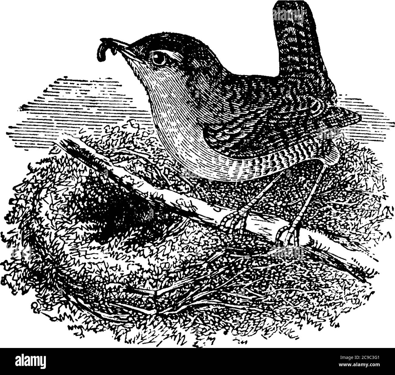 Wren, genus of birds, have a slender, slightly curved, and pointed bill ...