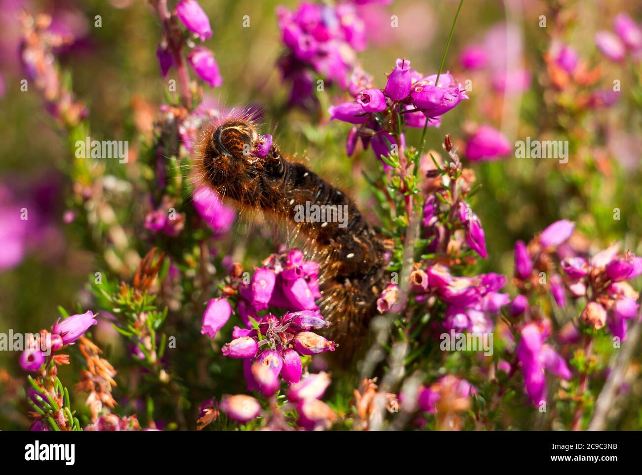 The Northern Eggar Moth or Oak Eggar is a stout fast flying moth. In ...