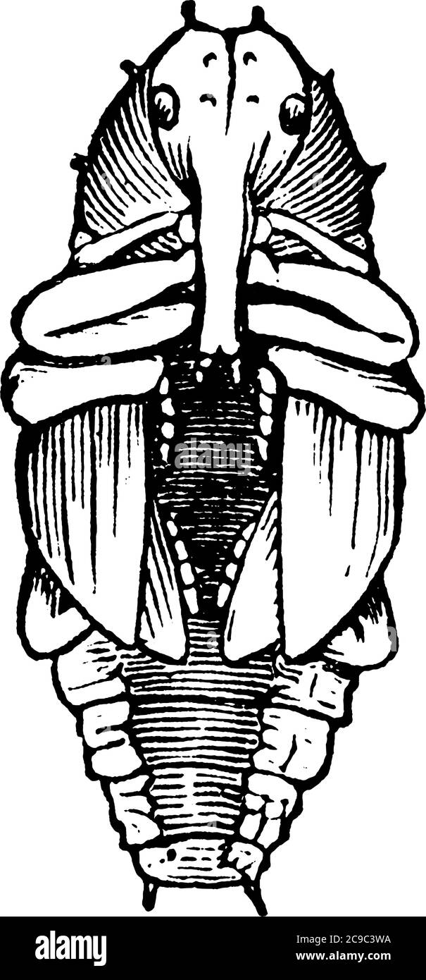 Pupal stage of weevil, vintage line drawing or engraving illustration ...