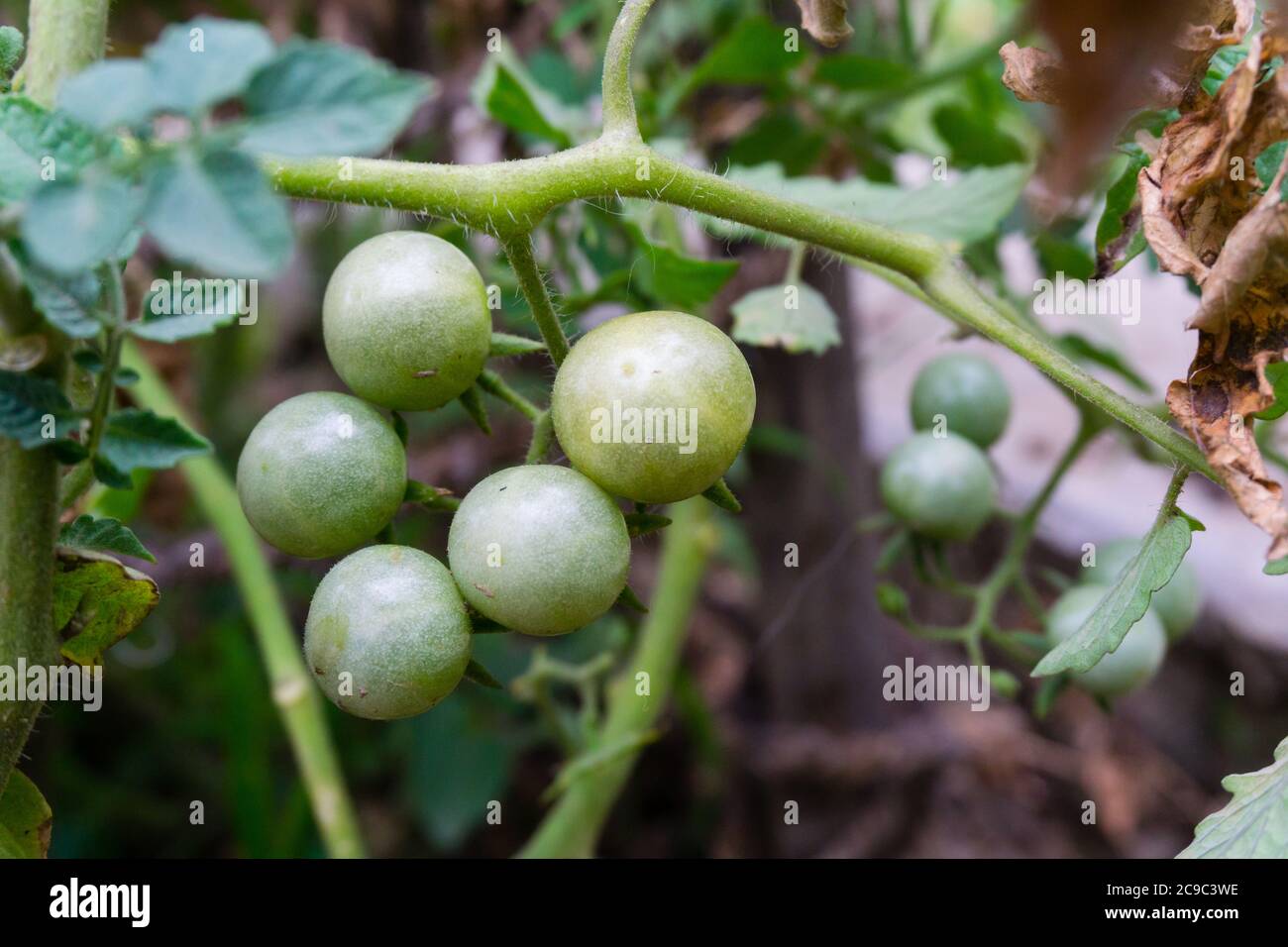 Tomato pests hi-res stock photography and images - Alamy