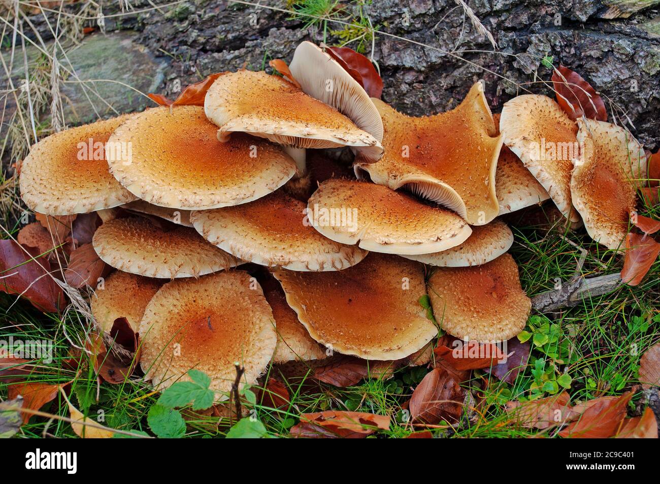 Honey yellow hallimasch hi-res stock photography and images - Alamy