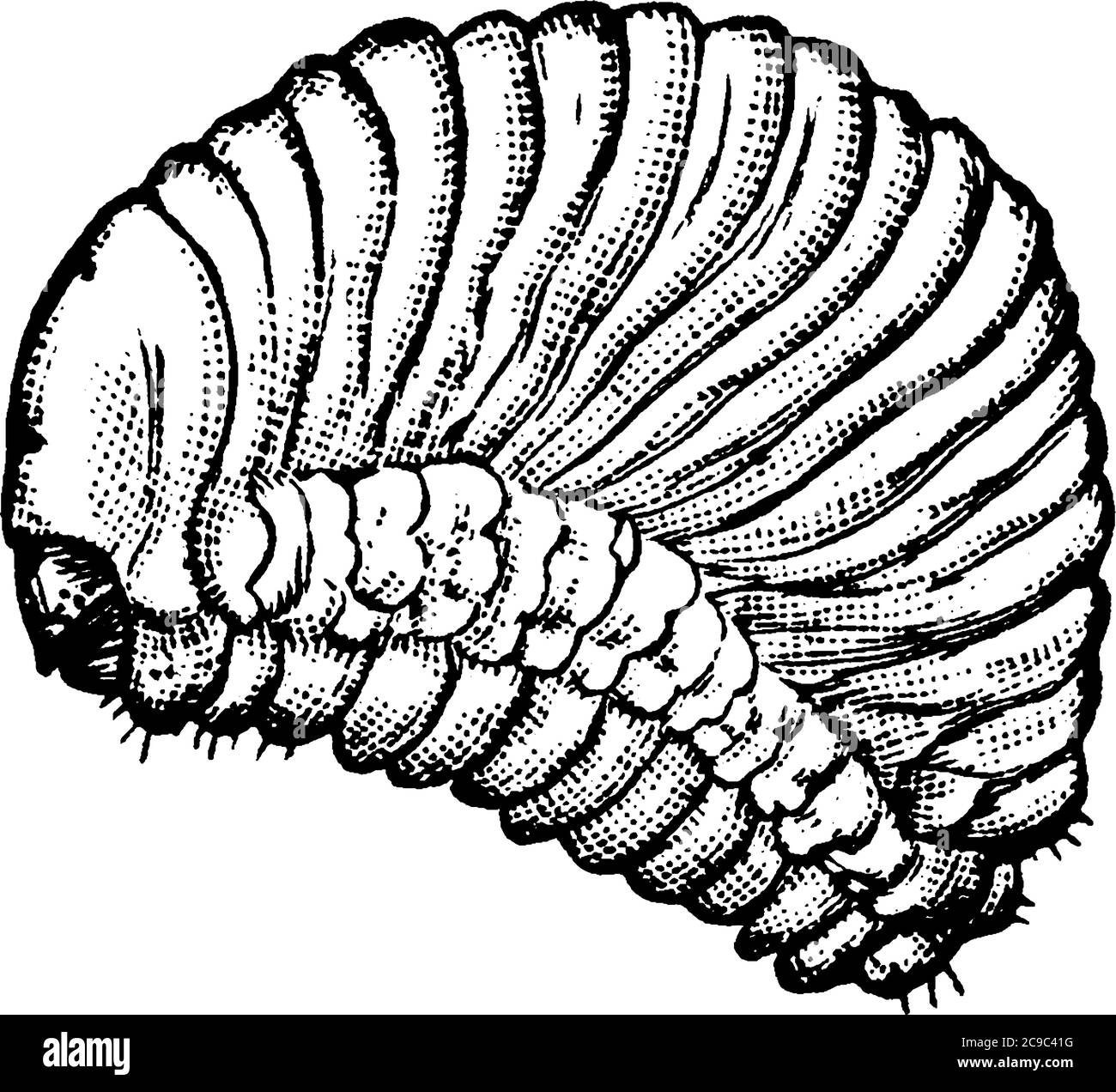 Larvae Boll Clip Art