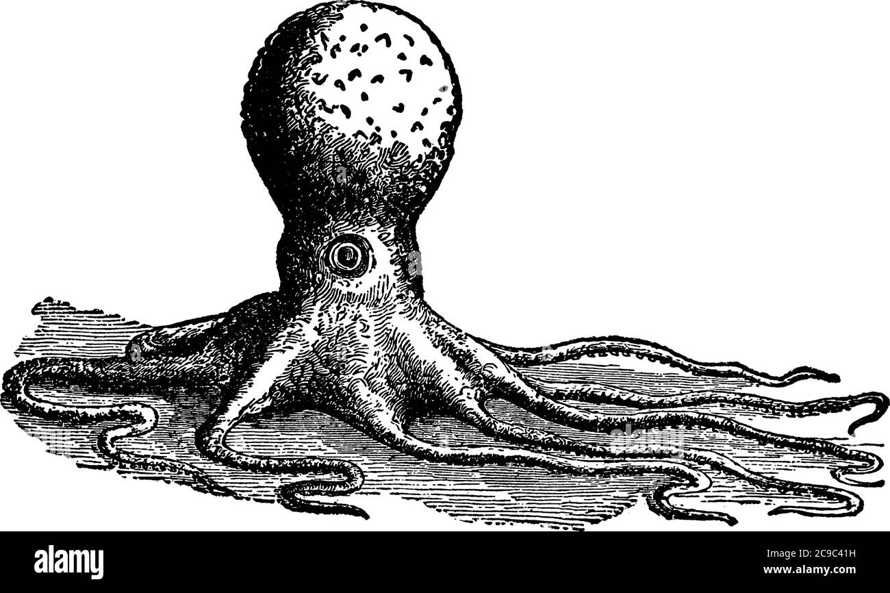 Oval squid Stock Vector Images - Alamy