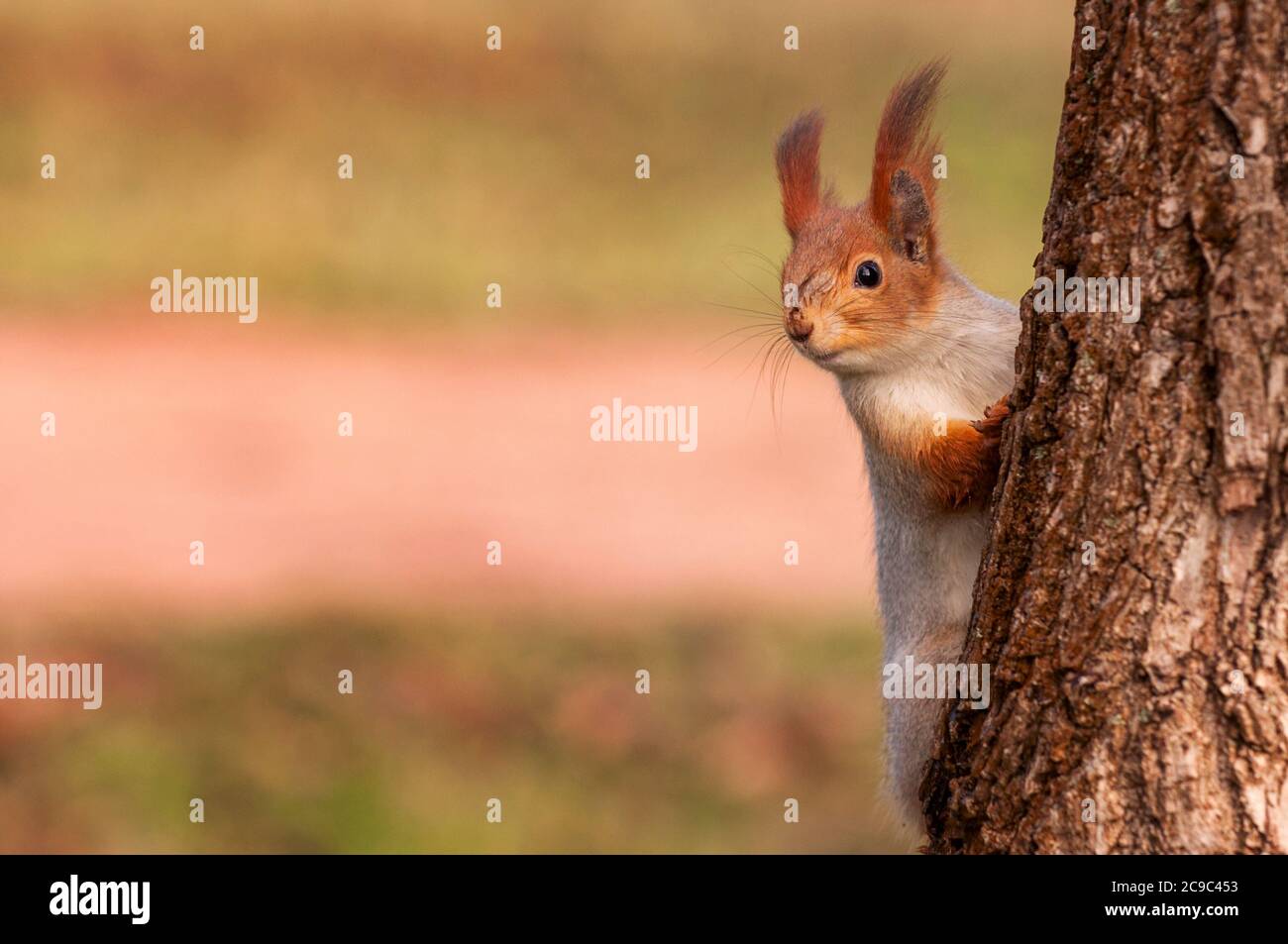 Squirrel tail behind a tree hi-res stock photography and images - Alamy