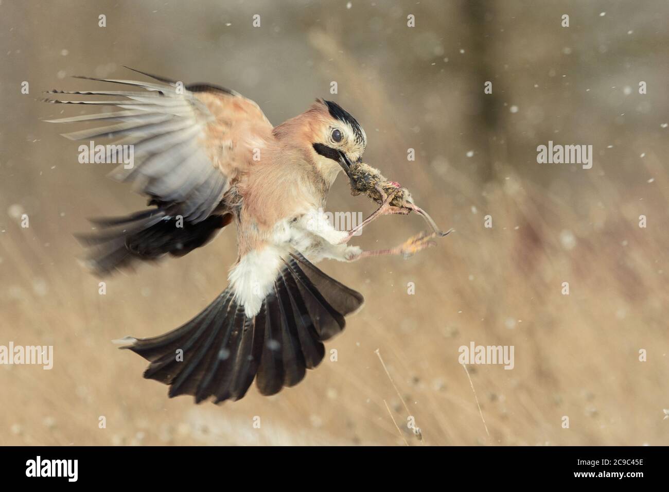 Eurasian jay flying hi-res stock photography and images - Alamy
